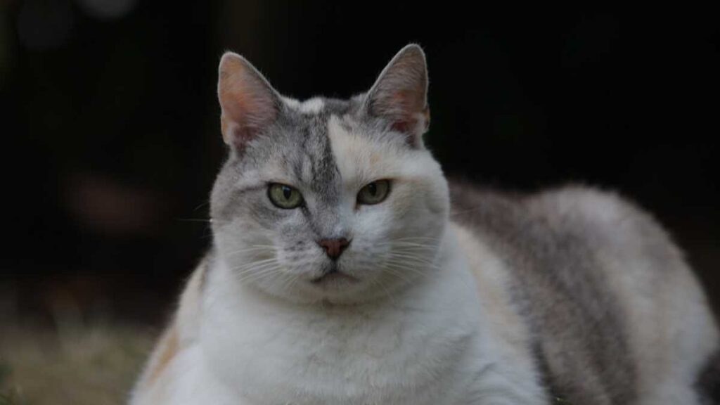 12 Melhores Rações Para Gatos Obesos - Kiran